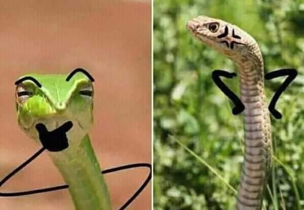 See Hilarious Photos Of Snakes With Hands - Bored Chatter