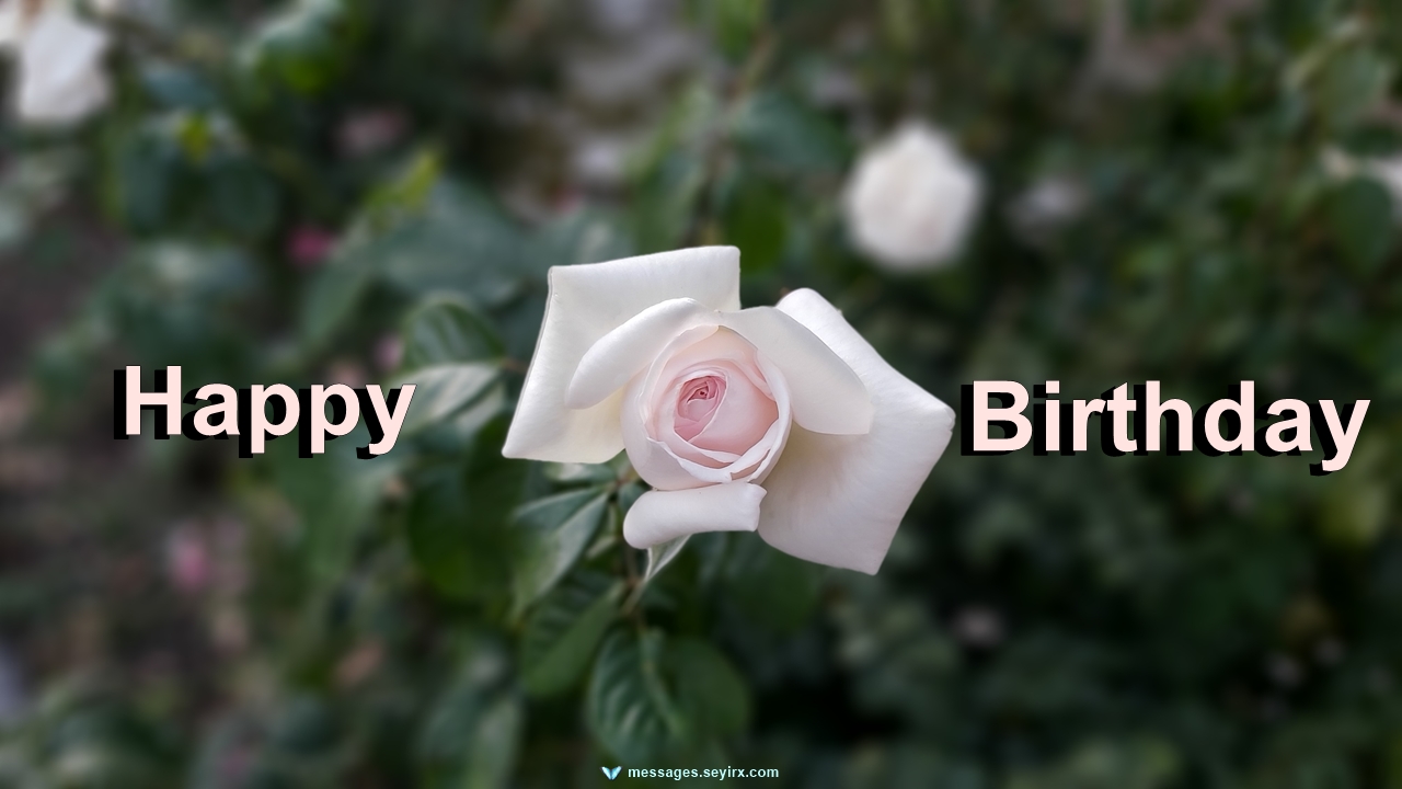 Happy birthday, white roses images - Happy Birthday - HBDAY.ART