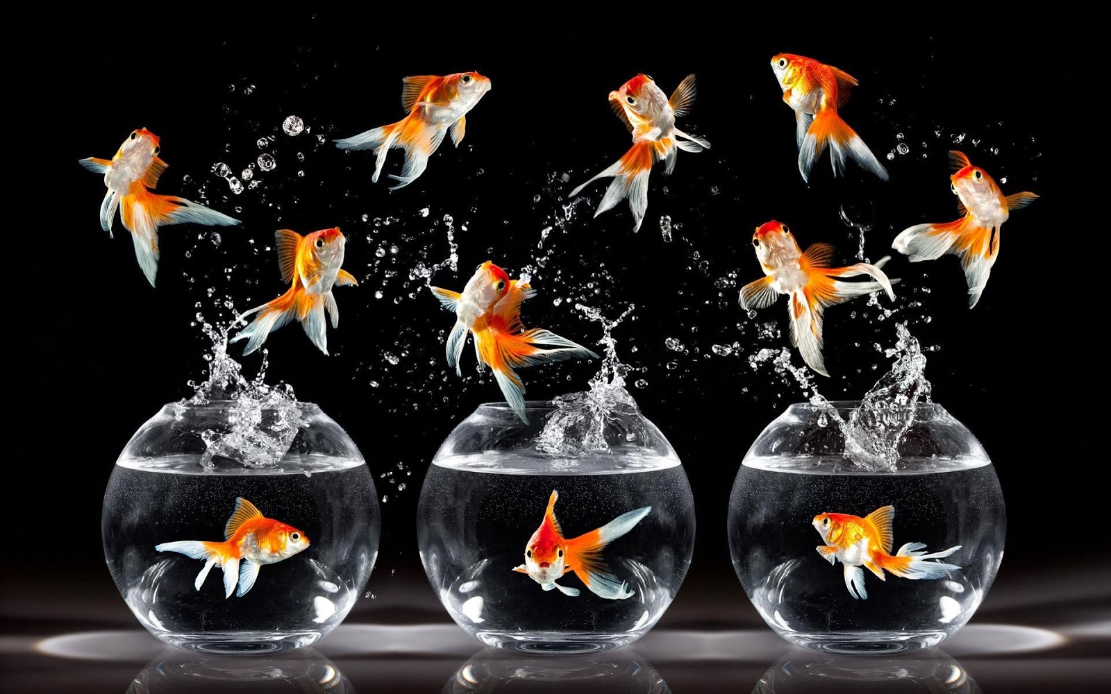 Beautiful Gold Fish Jumps Bowl 4u HD Wallpaper - all 4u wallpaper