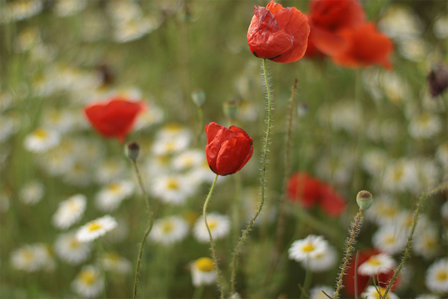 Camp de maci - Amartis Design