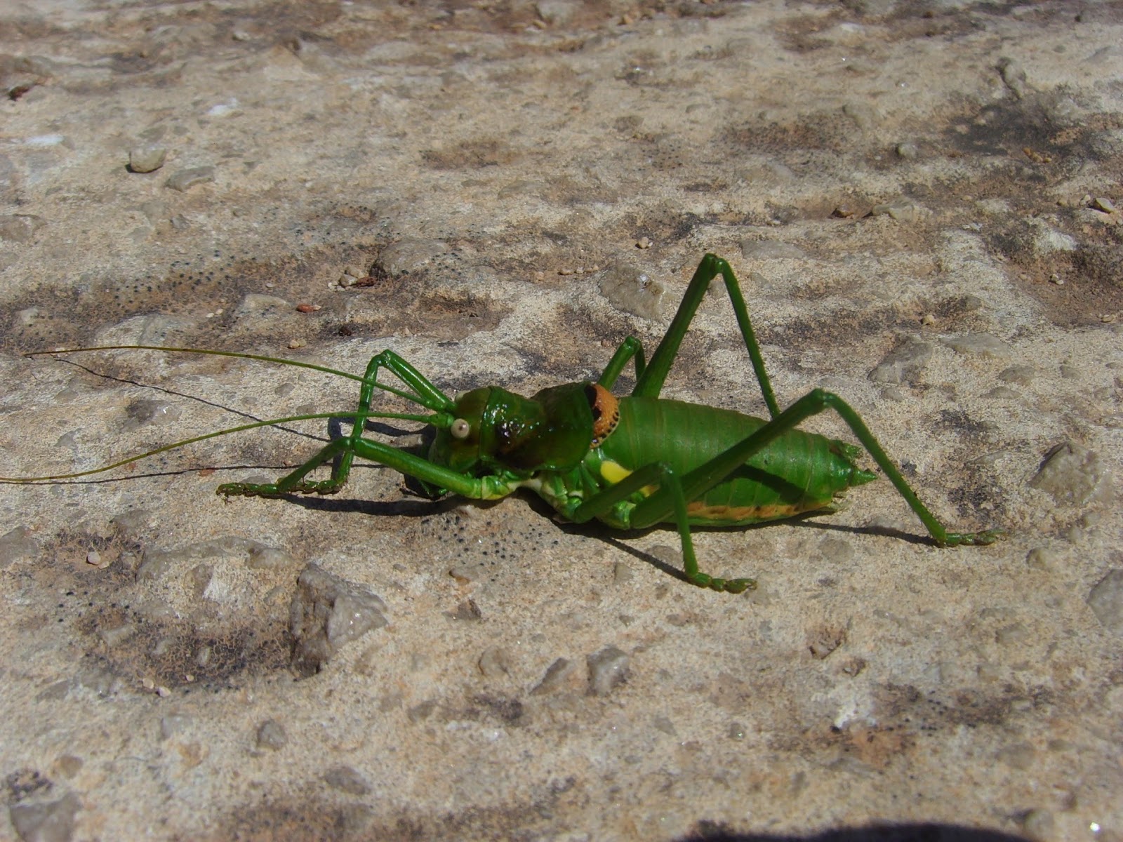 Linacre Blogger: Menorcan Insects