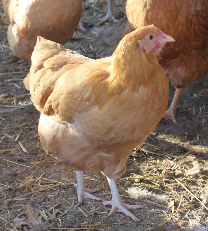 Antiquity Oaks: Chicken changes