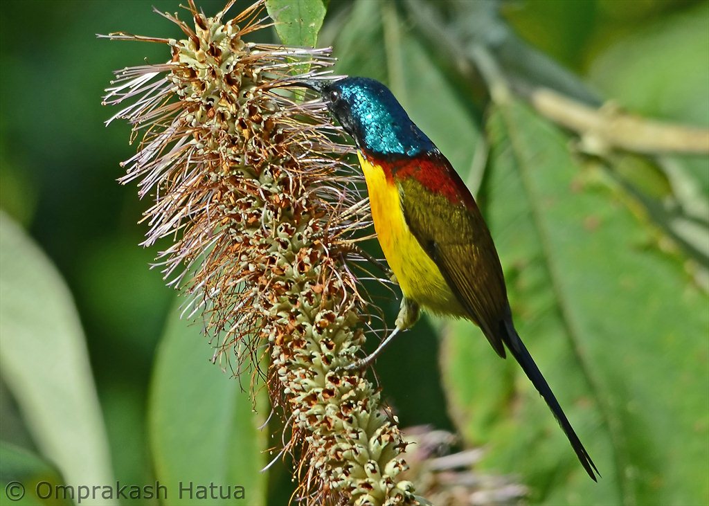 Indian Birds Photography: [BirdPhotoIndia] Green-tailed Sunbird