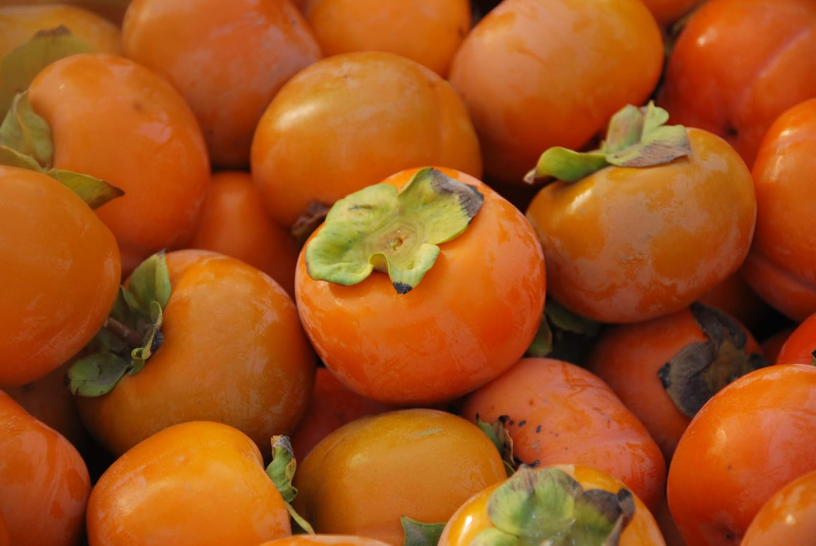 Plantas medicinales curativas : PROPIEDADES Y BENEFICIOS DEL KAKI