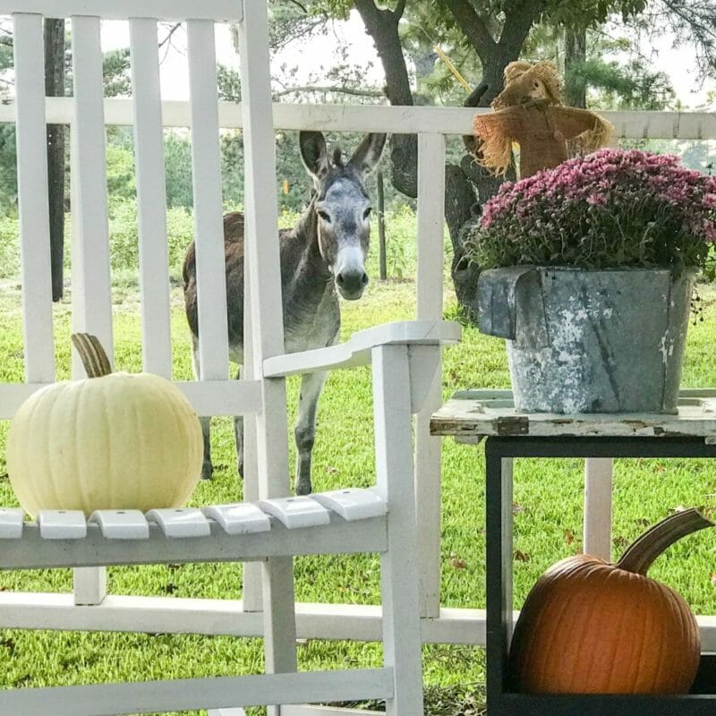 Gorgeous Fall Arrangements Including a Pretty Cute Donkey - Crafts a la ...