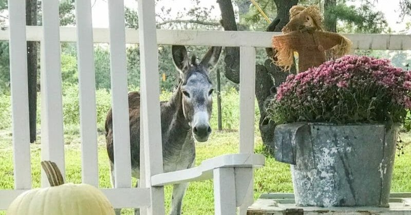 Gorgeous Fall Arrangements Including a Pretty Cute Donkey - Crafts a la ...