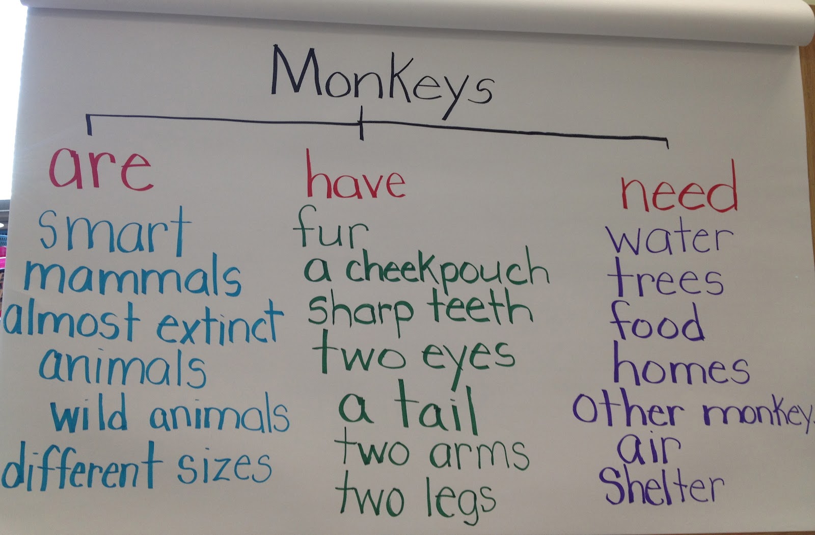 My First Grade Backpack: Monkey Reports