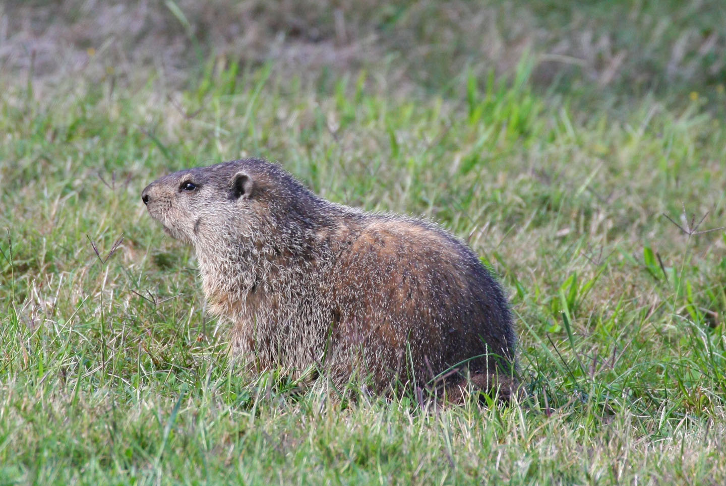 66 Square Feet (Plus): The Green-Wood groundhog