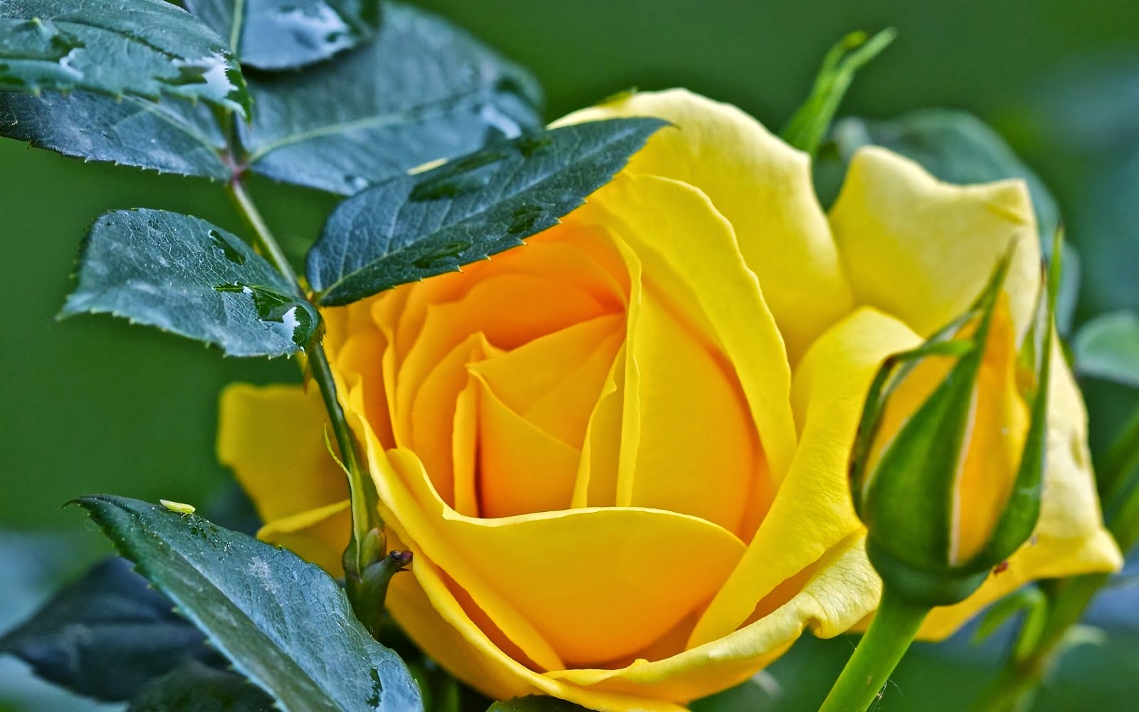 Imagenes de rosas lindas - imagenes lindas