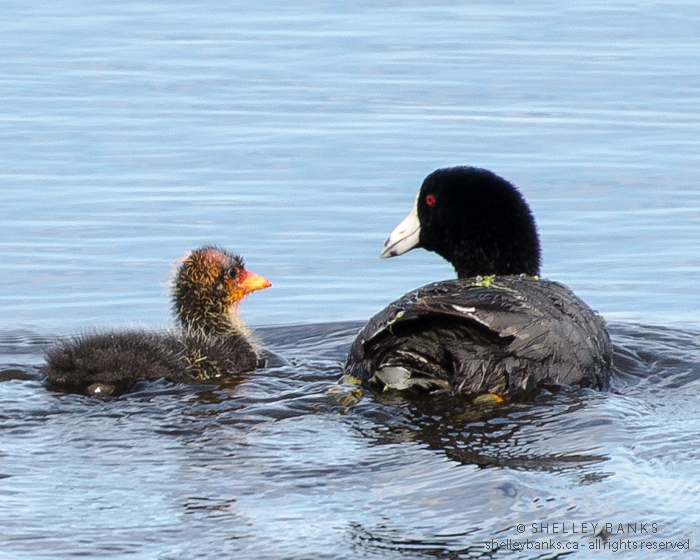 Prairie Nature: American Coots in Saskatchewan Sloughs
