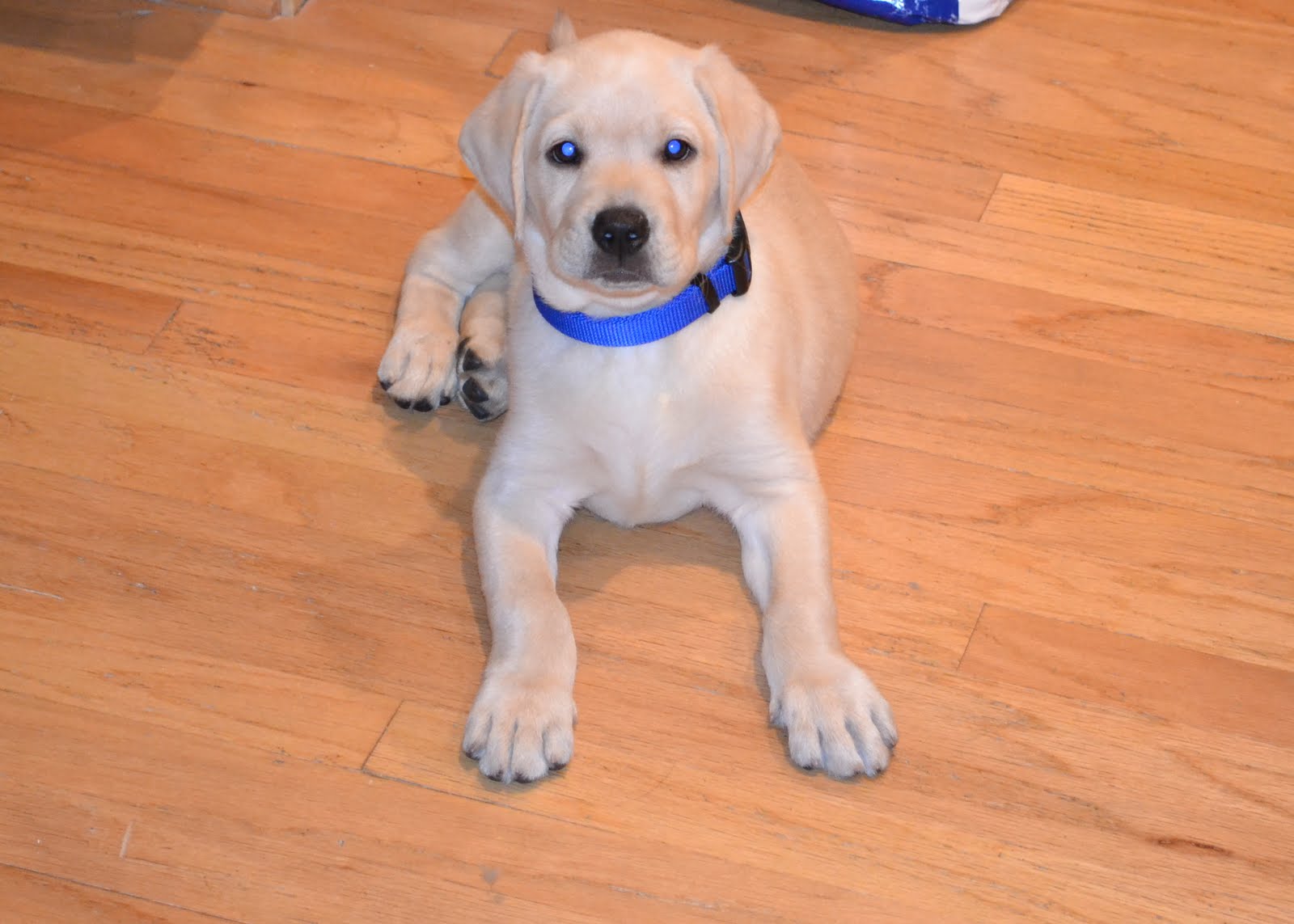 Guiding Puppy: Beacon is in the house!