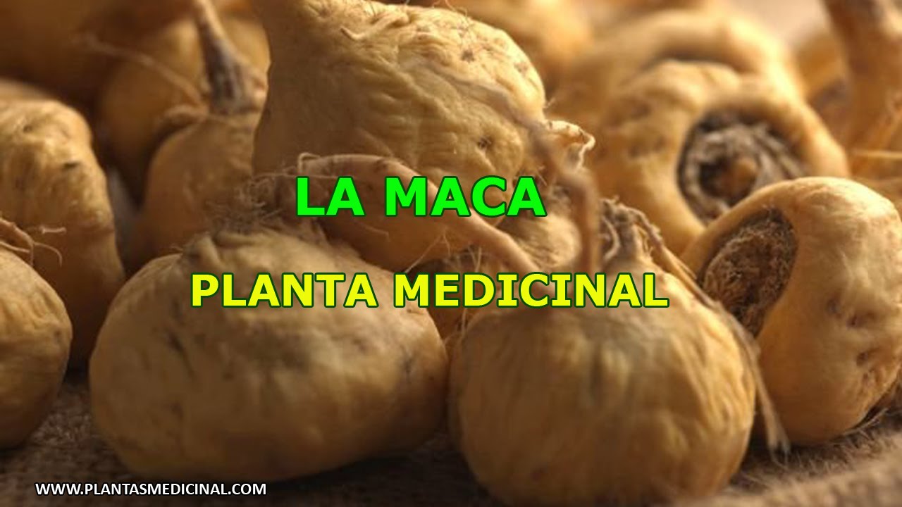 ¿Qué es la maca? - MAK-ANDINO