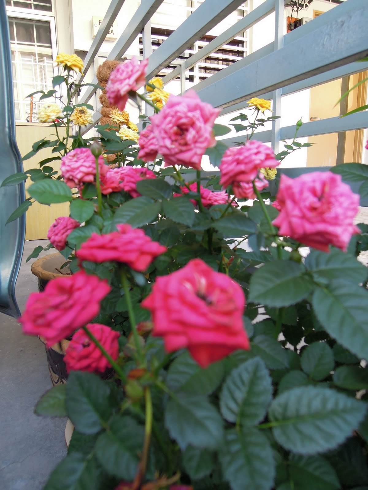 citerku: Mawarku Meriah Berbunga