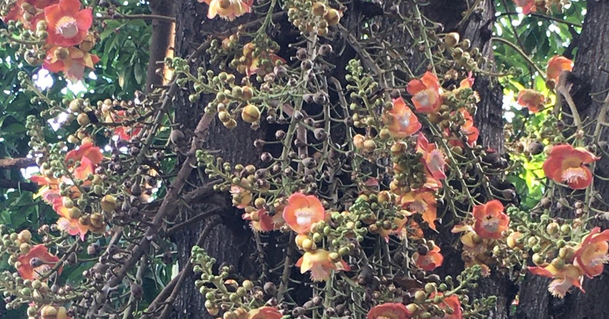 iiscahuja: THE AMAZING FLOWERS IN THE NATURAL WORLD: THE NAGALINGA PUSHPA