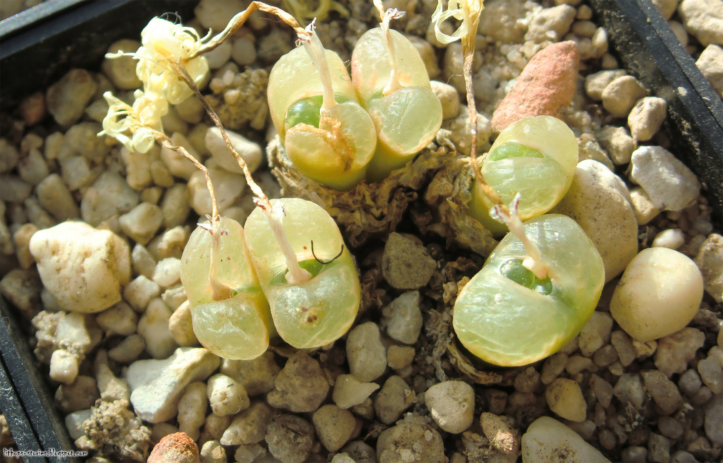 Lithops Stories: Spring update on Conophytums (13 pics)