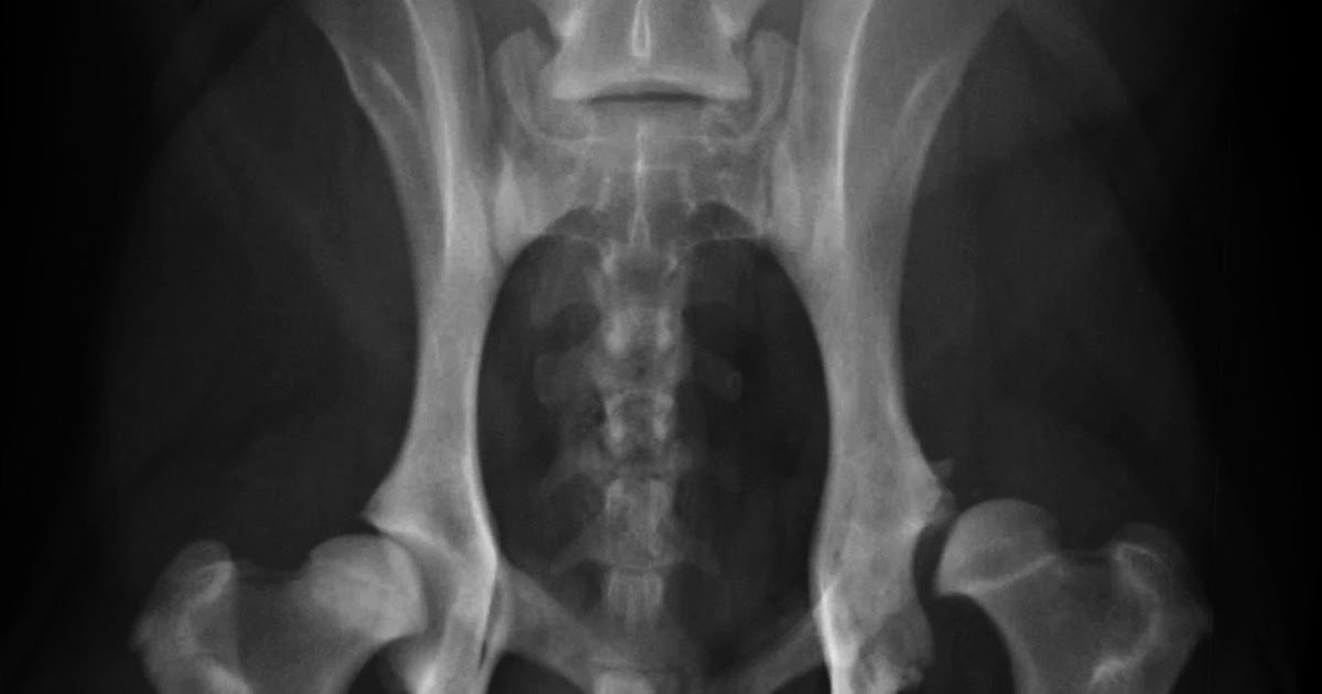 ARTROVET: Luxación de cadera