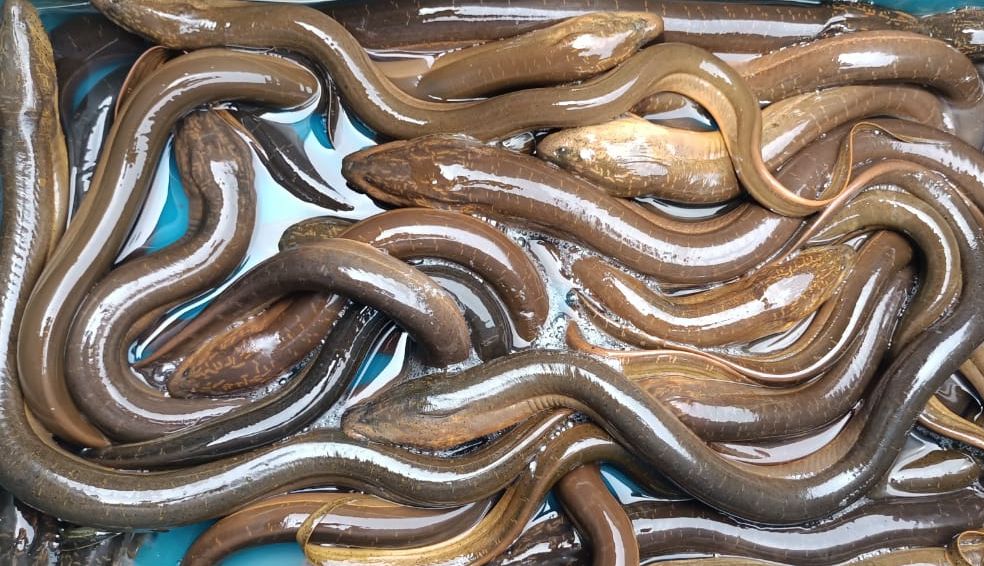 Usung: KHASIAT BELUT TAMBAH TENAGA BATIN