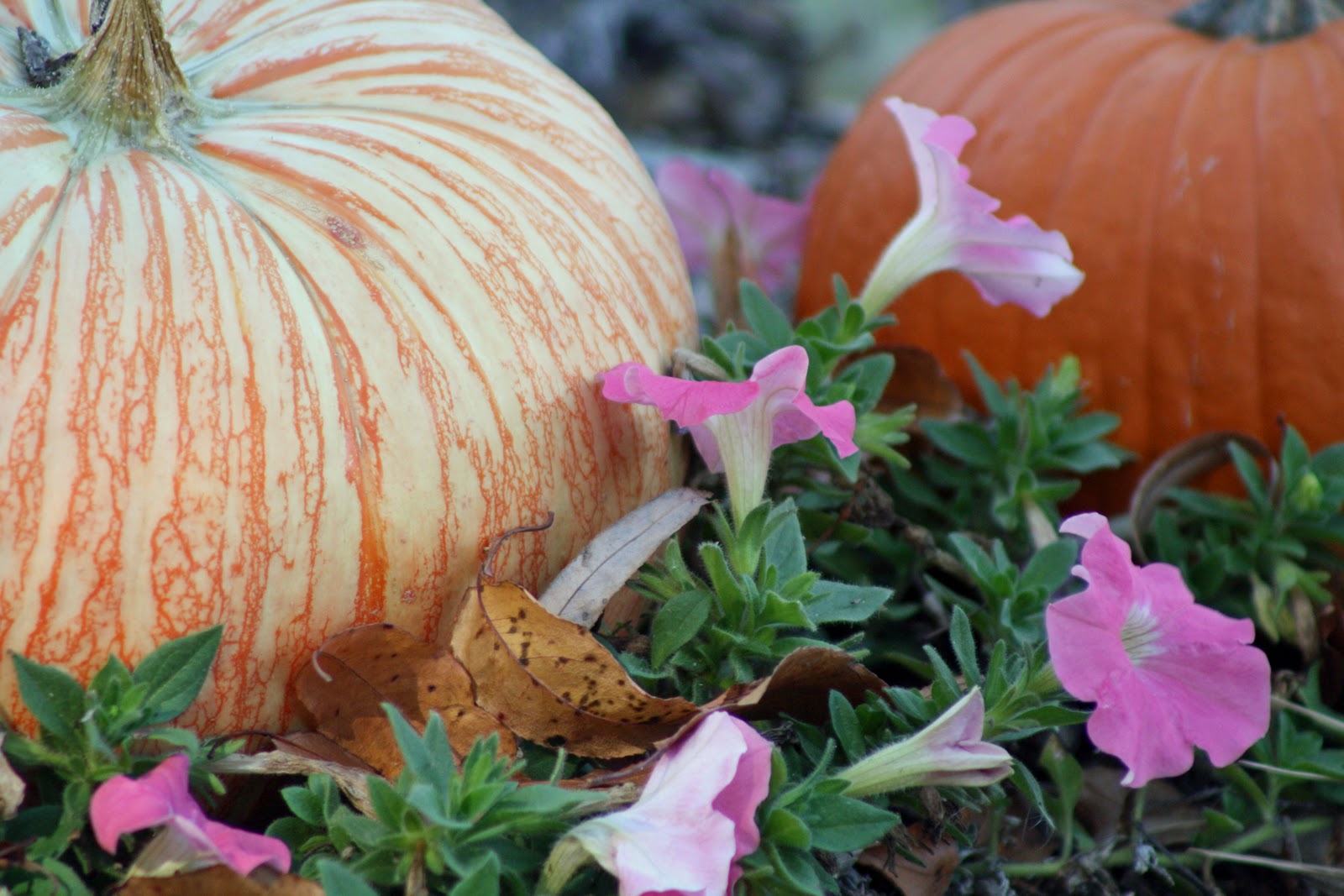 The Farm: October Pumpkins
