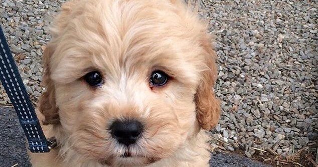 Raddy Ophobic : A guide to Shihpoo's Temperament in 2020