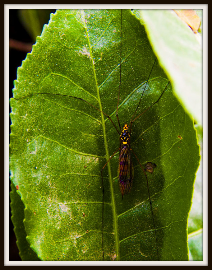 The Traveller: Gorumara (Dhupjhora), a day with the elephants