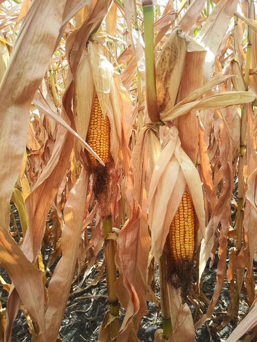 High Moisture Ear Corn