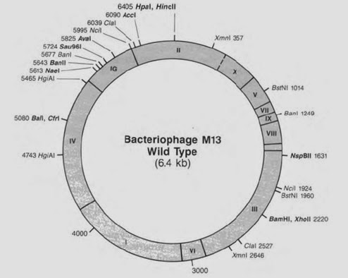 Virus Fago Lambda : Virus _ El ciclo lítico es una de las dos formas que tienen algunos virus ...
