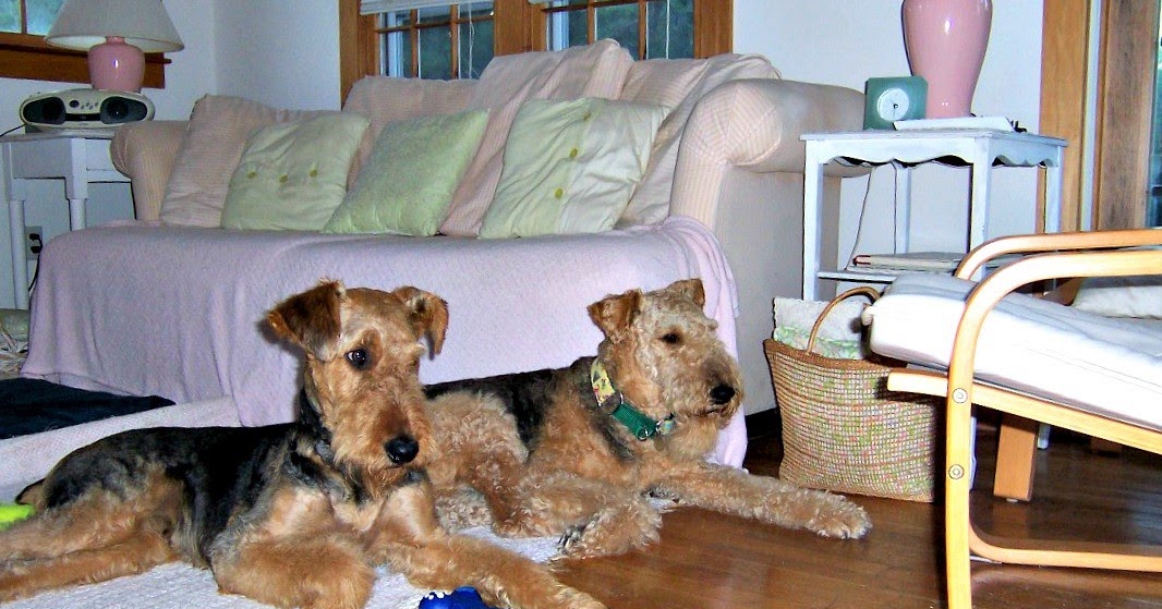 Molly the Airedale: Rainbow Bridge Remembrance on Nature Friday