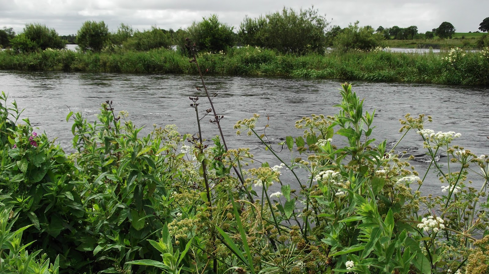 SALMON FISHING IRELAND 2022: Castleconnell Beats 5 & 6