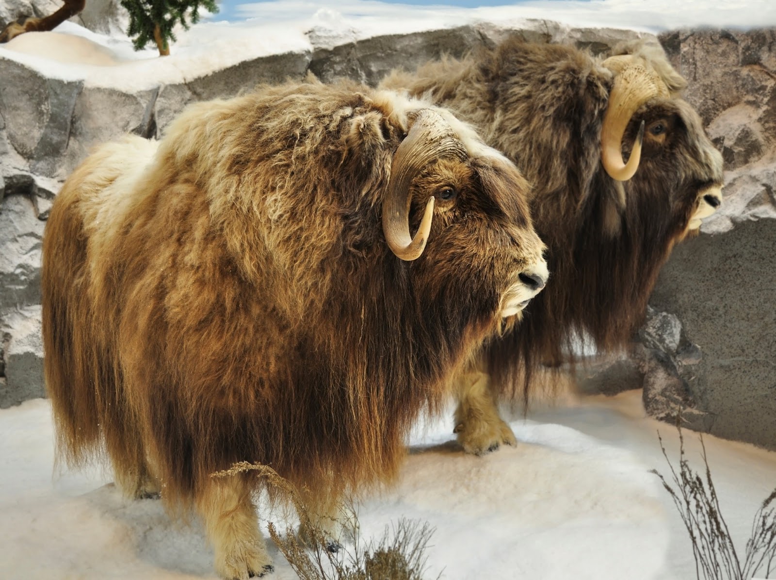 Imágene Experience: Bueyes almizcleros en su hábitat natural - Myskox