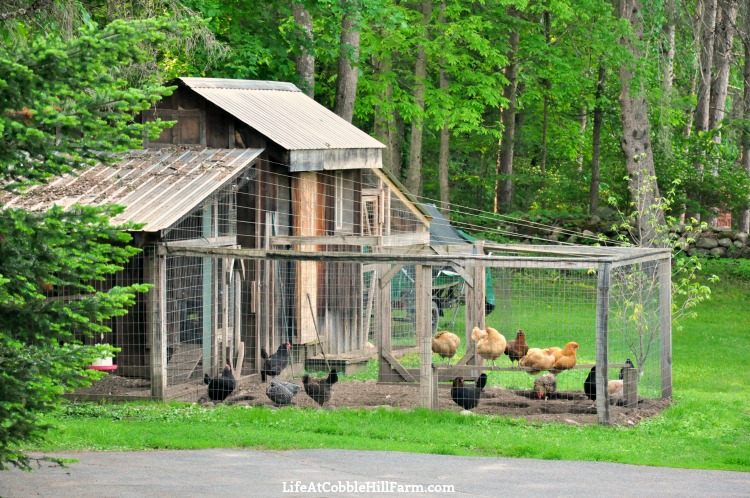 A Beginner's Guide To Homesteading In Your 40's or 50's | Life At ...