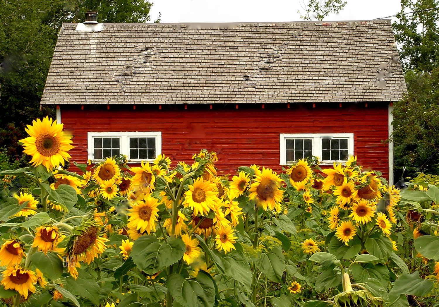Two Men and a Little Farm: RED BARN FLOWERS INSPIRATION THURSDAY