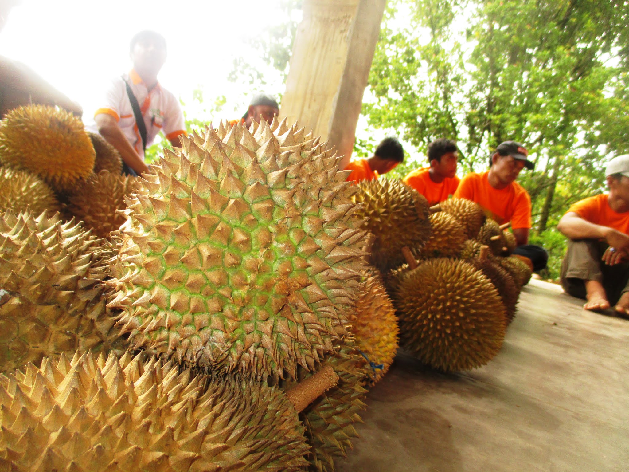 jombang city guide: Agropolis Wonosalam : Sarana Mewujudkan Mimpi Punya Villa Unik Kebun Durian ...