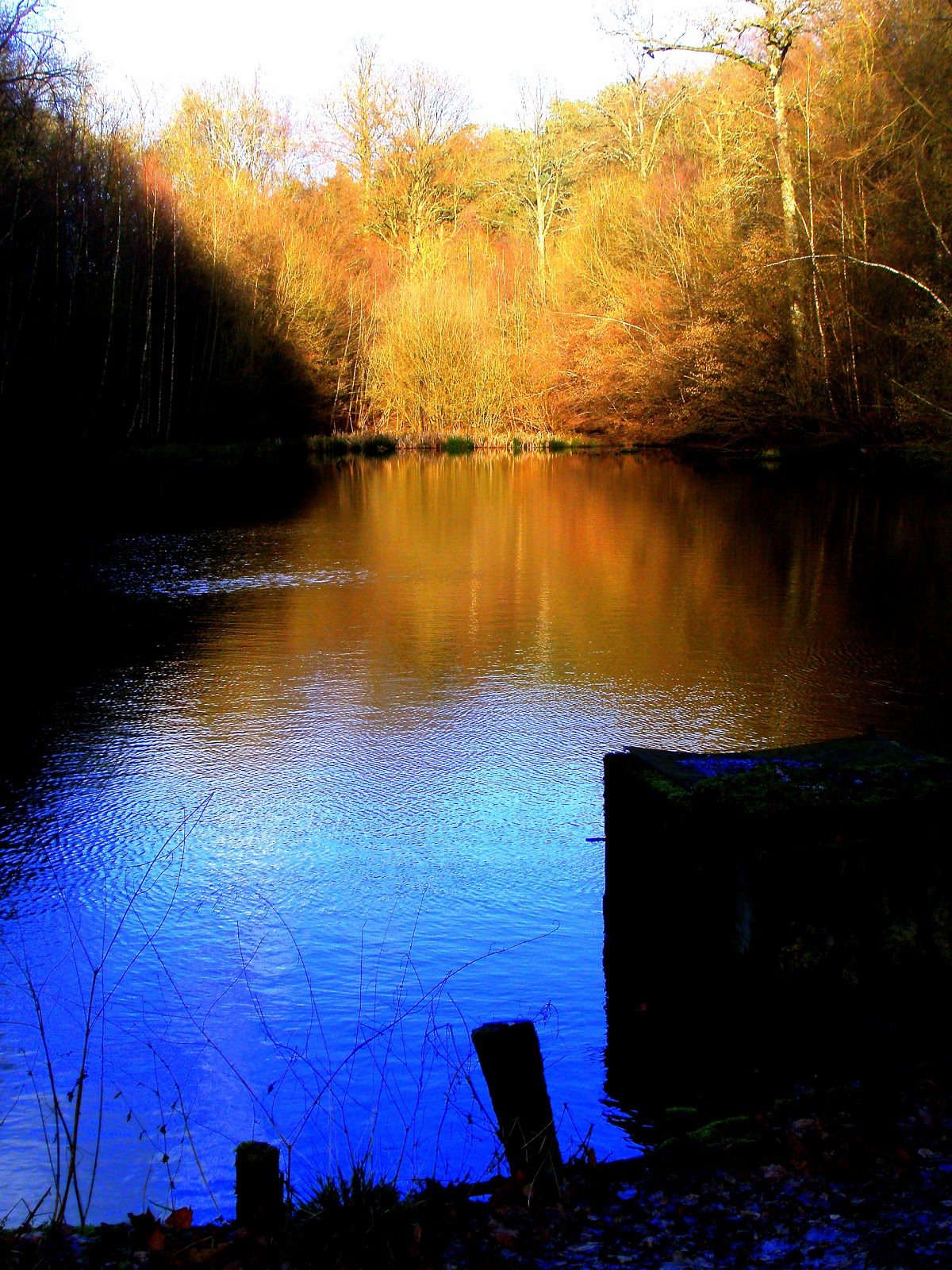 natuurgids oud-heverlee: HET PADDENPOELDAL IN HET MEERDAALWOUD