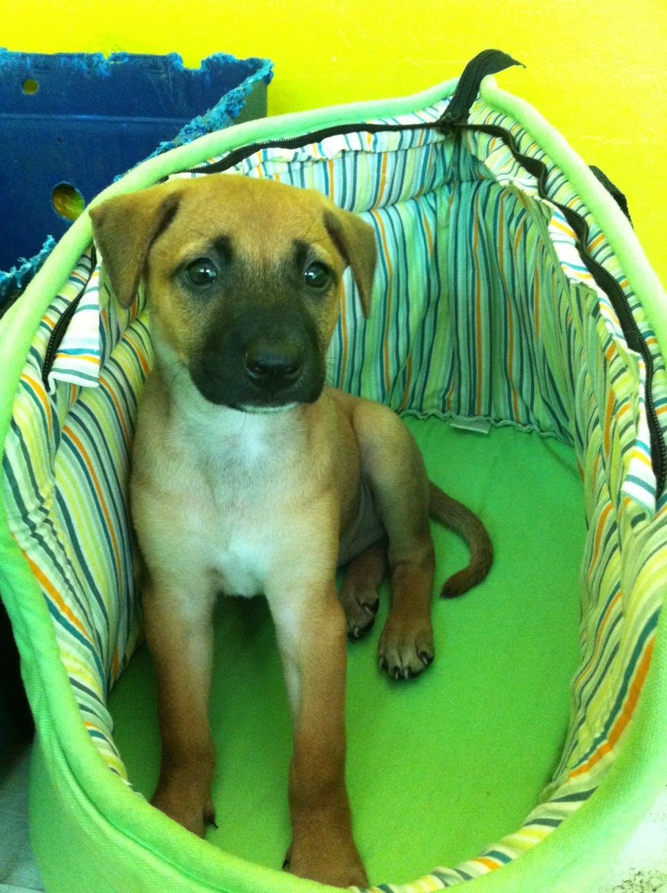 Gentle Paws and Friends: Damsel in disguise