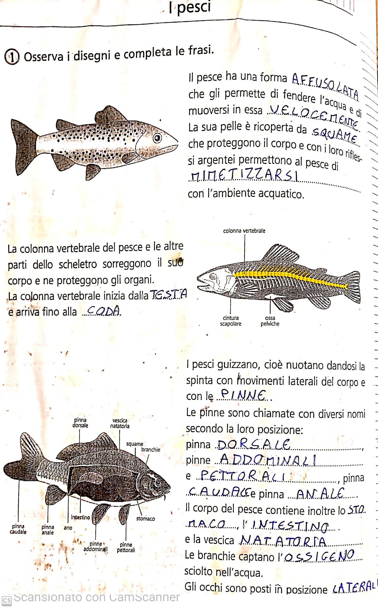 IL MARE classe terza | MyFunFlipCl@ss - Il blog della Maestra Lorena