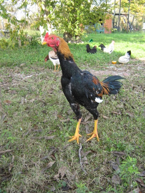 Saipan Jungle Fowl
