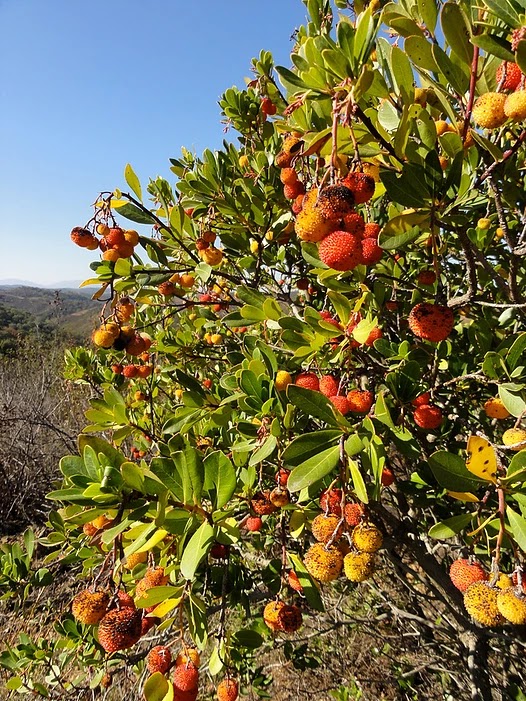 Ciclo do Medronheiro III - Montalvam