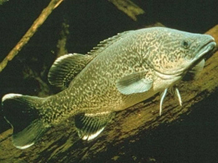 Best Animal Photo: Murray Cod