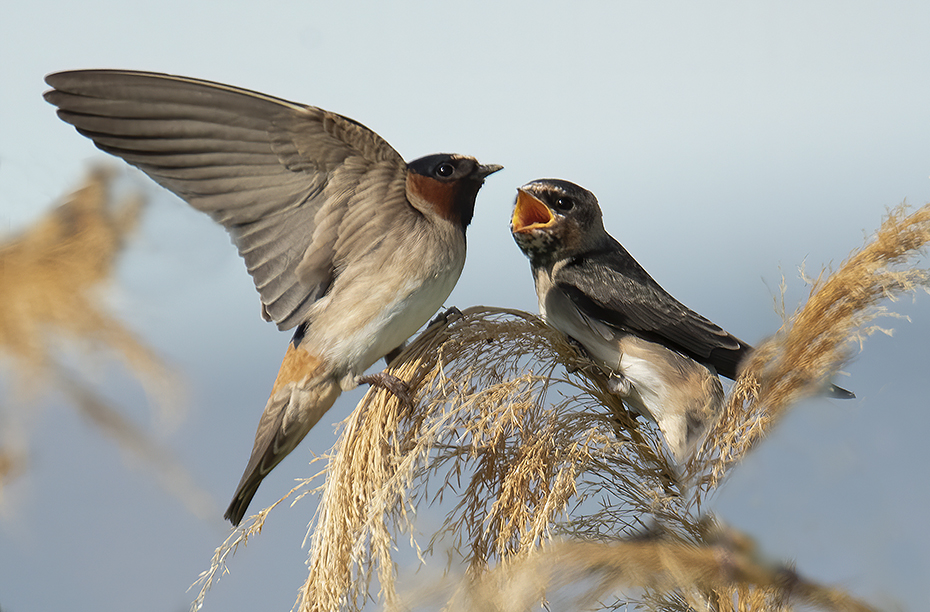 My Big Little World : Adult Cliff Swallow with an Immature One