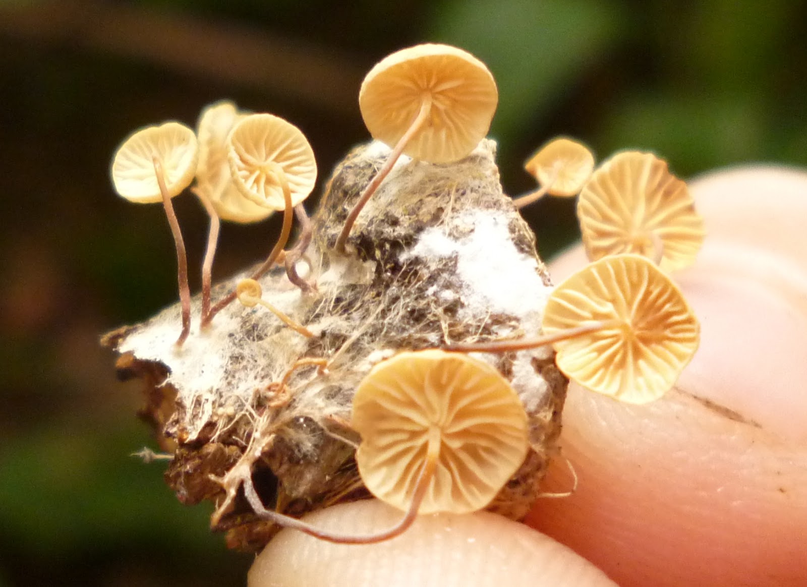 Árvores e Fungos: [Fungos] Gênero: Marasmius