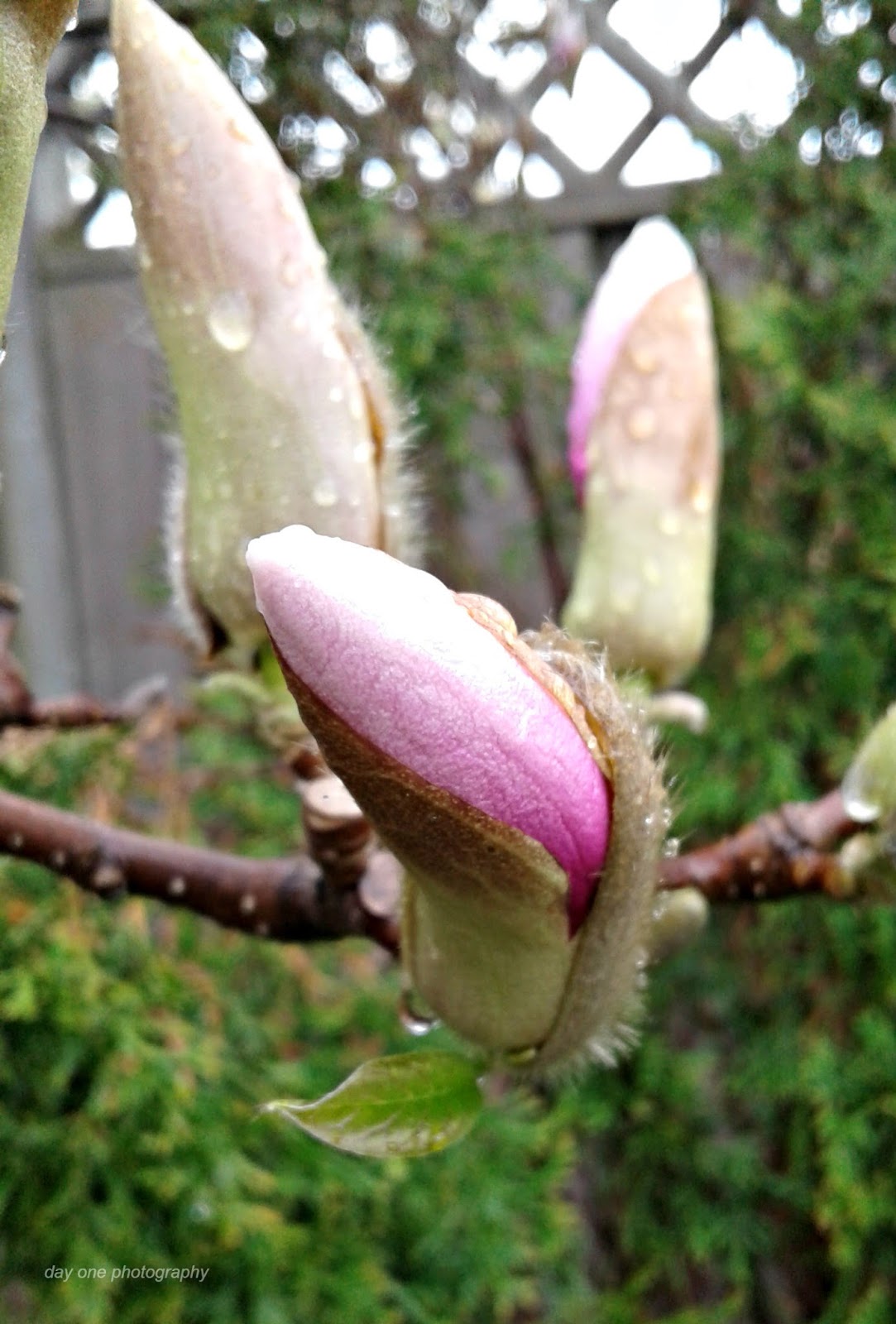 Day One Photography: Pink Magnolia