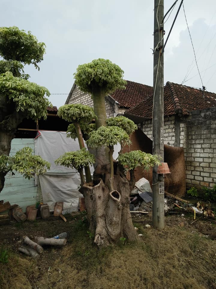 JUAL BONSAI RANDU VARIGATA | Jasa Pembuatan Taman