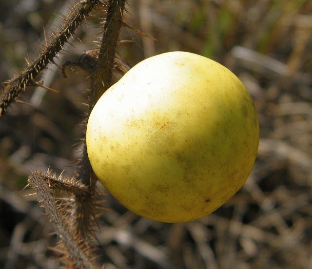 CARPOTECA: Juá-Bravo