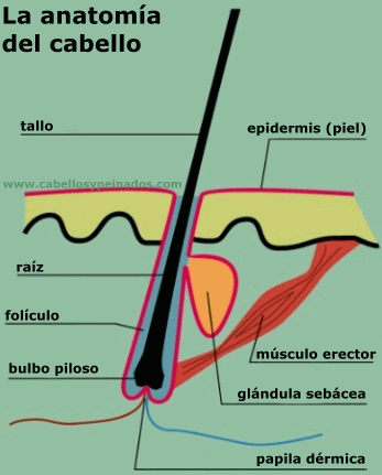 cemuvenezuela: TIPS PARA UN CABELLO HERMOSO