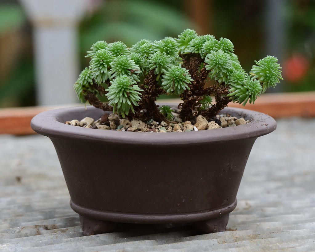 Sedum multiceps - Miniature Joshua tree care and culture | Travaldo's blog