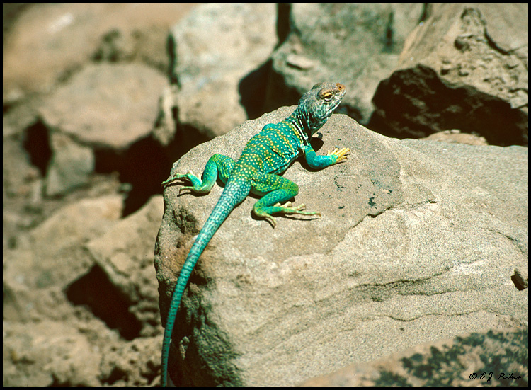 Animals pictures: Lizards