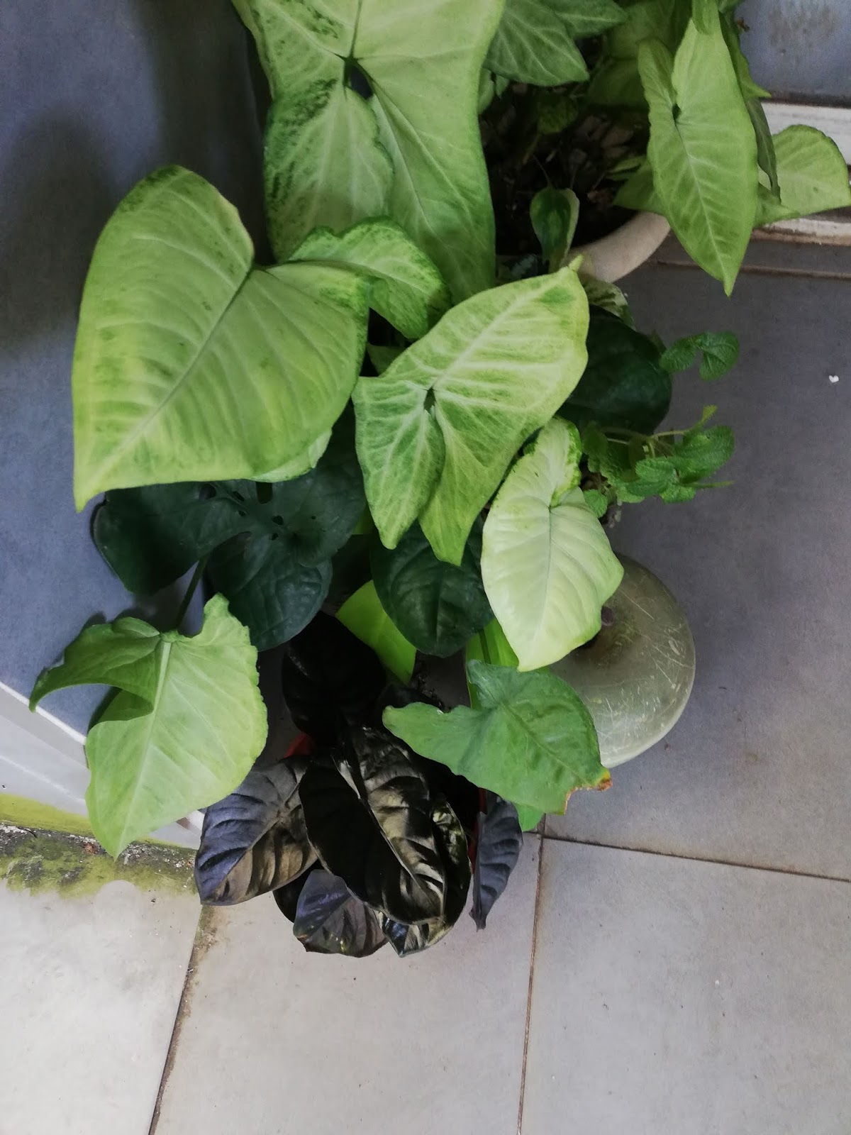 Garden Chronicles of James David: Alocasia infernalis 'Black magic'