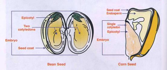 Baby Plant Project : Seed Structure and Function