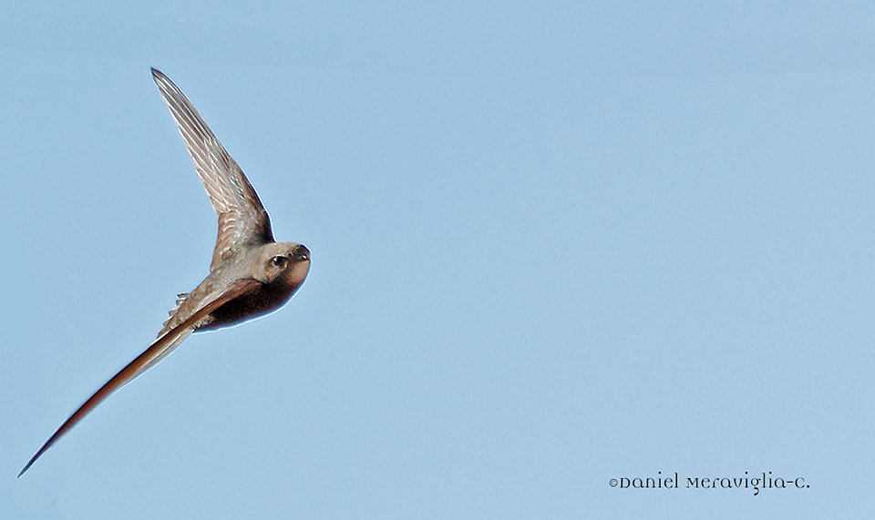 Fotos de aves by Loro: Vencejo Común (Apus apus) en vuelo