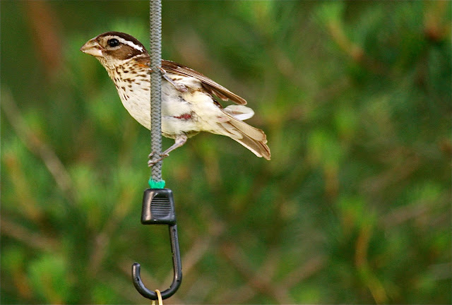 Gale's Photo and Birding Blog: Brood Patch
